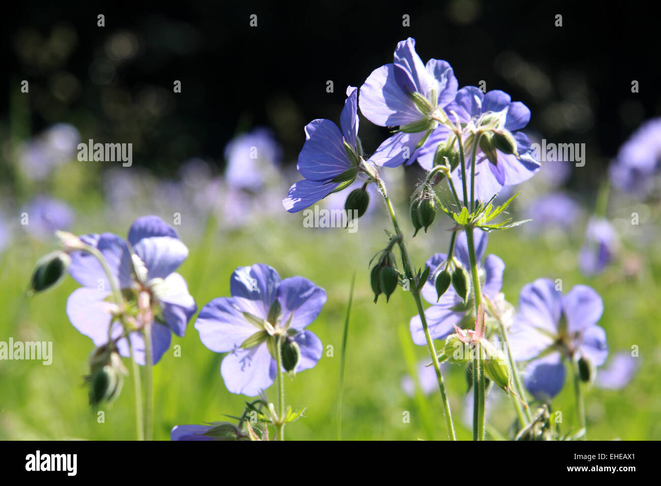 Bill stork hi-res stock photography and images - Alamy