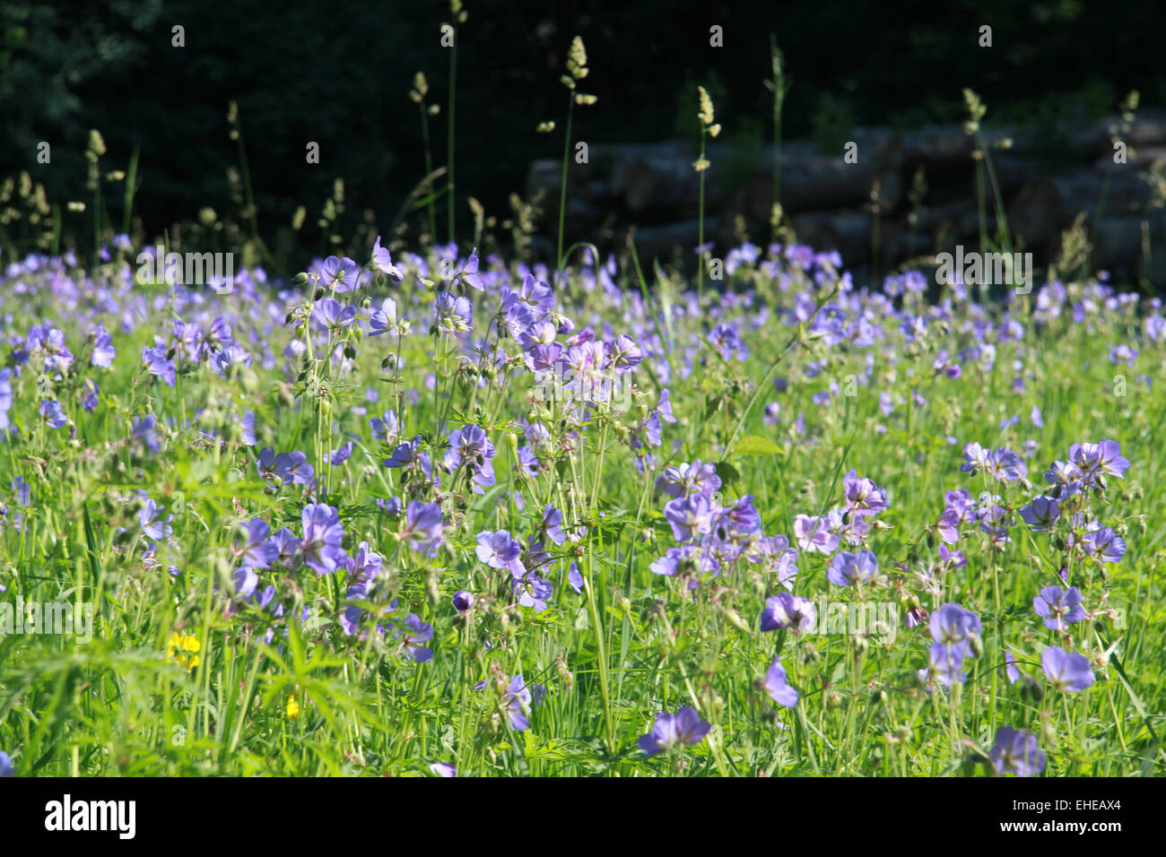 Bill stork hi-res stock photography and images - Alamy