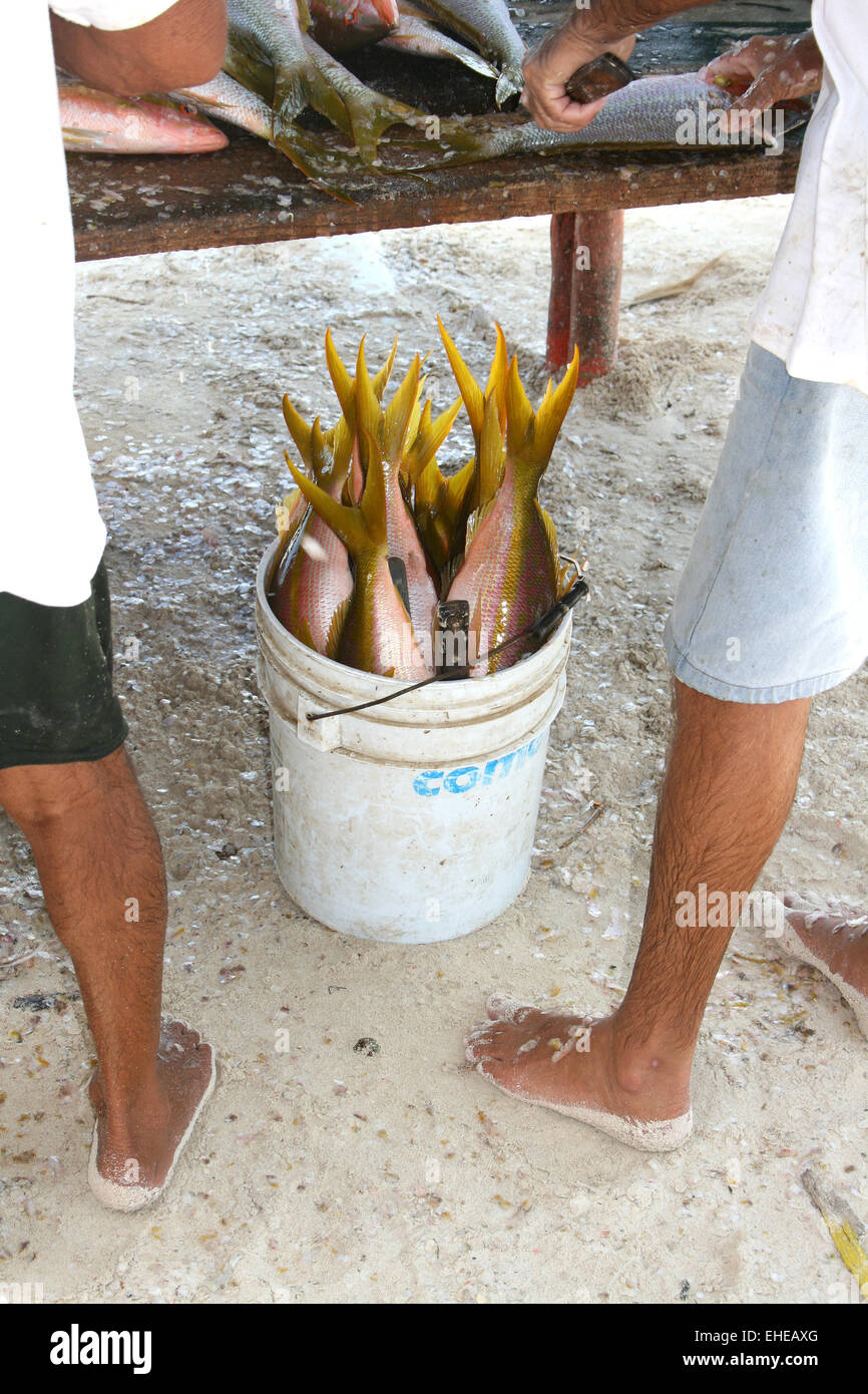 bucket full of fish Stock Photo - Alamy