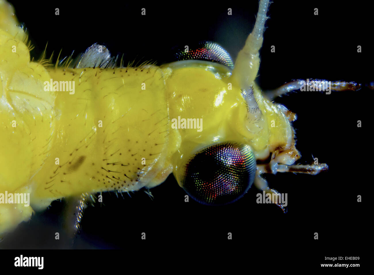 Green Lacewing - Florfliege Stock Photo - Alamy