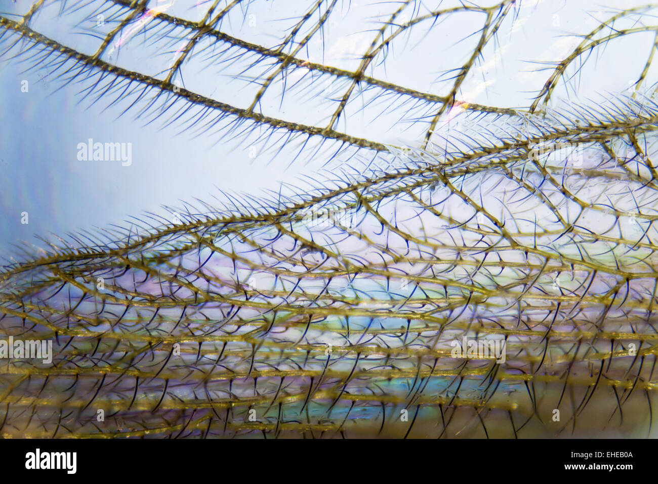 Green lacewing larva hi-res stock photography and images - Alamy