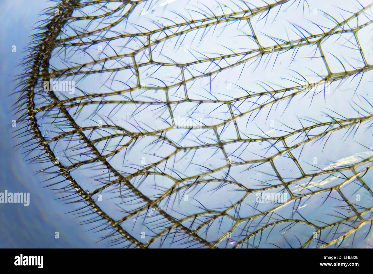 Green Lacewing - Florfliege Stock Photo - Alamy