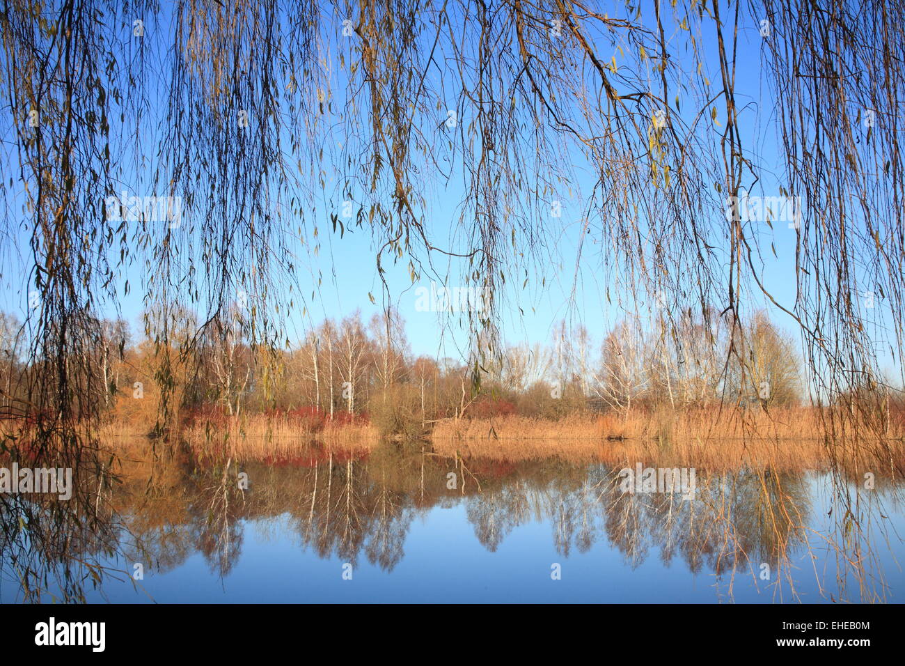 Babylon willow salix babylonica peking hi-res stock photography and ...