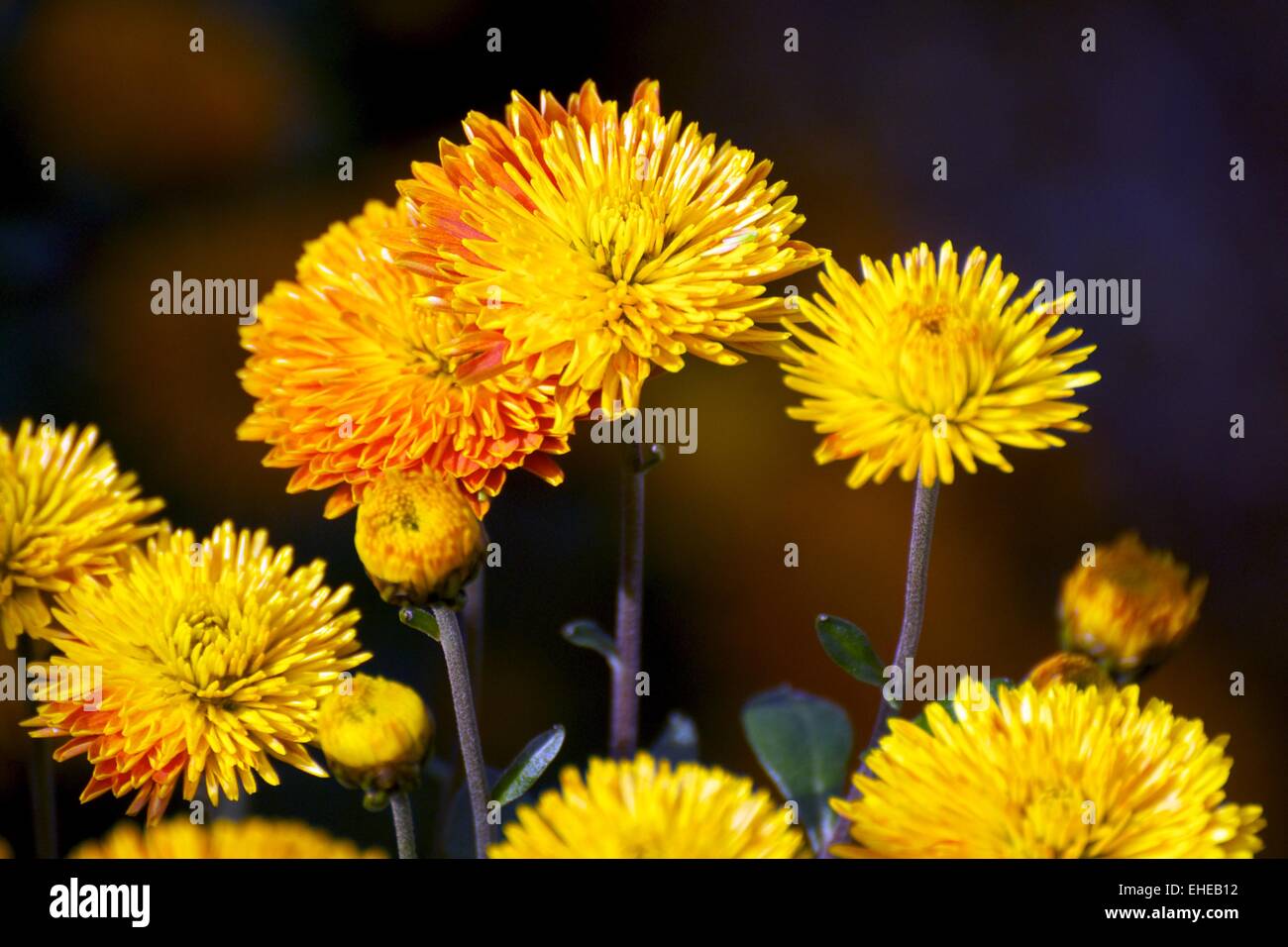 Astern herbst hi-res stock photography and images - Alamy
