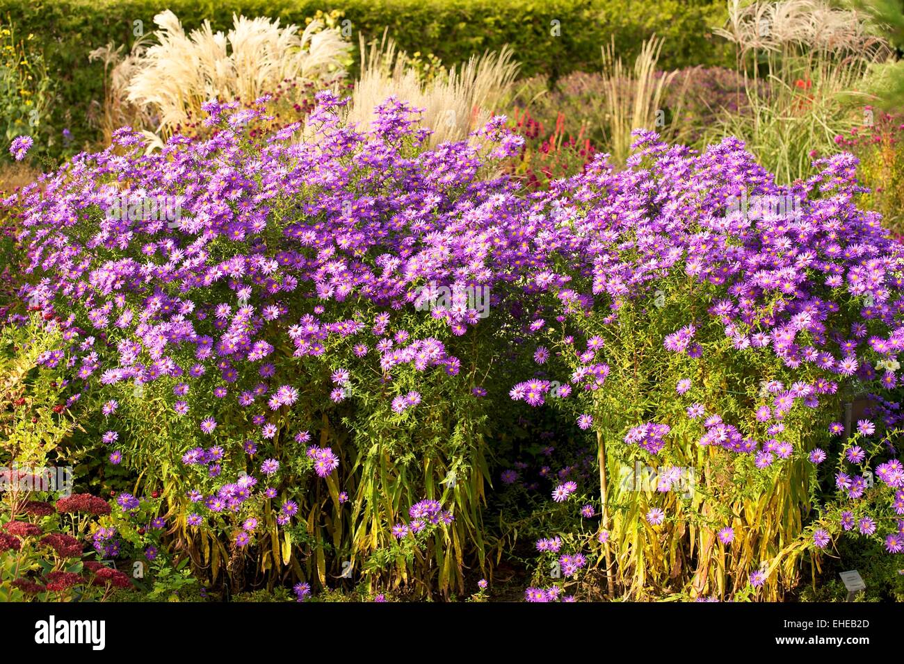 Herbst blumen garten hi-res stock photography and images - Alamy
