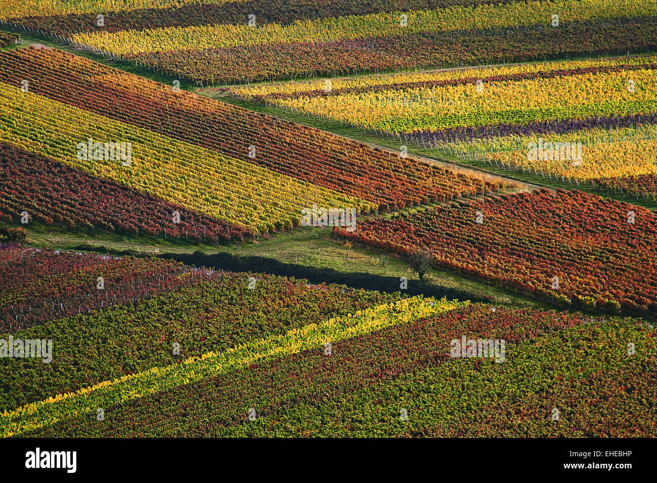 Pflzer wein hi-res stock photography and images - Alamy