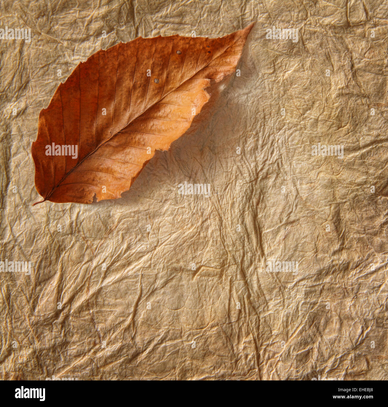 Closeup of old parchment paper with leaf Stock Photo - Alamy
