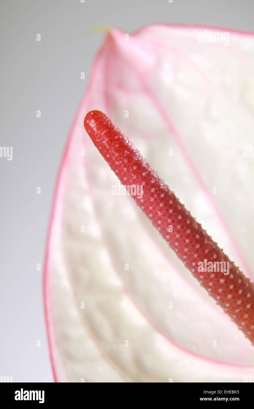 Flamingoblume hi-res stock photography and images - Alamy