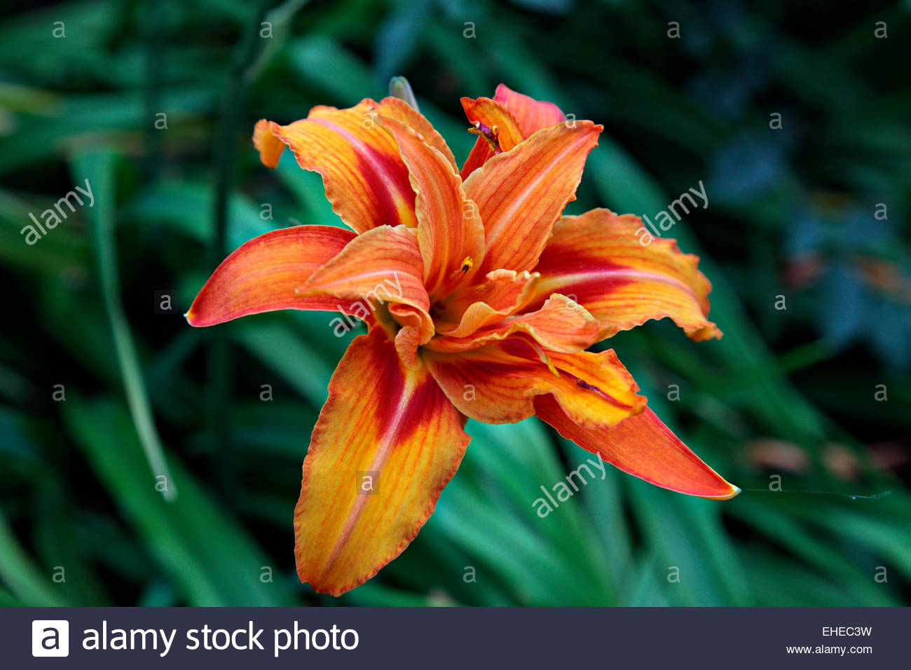 Hemerocallis Fulva Stock Photos & Hemerocallis Fulva Stock Images - Alamy