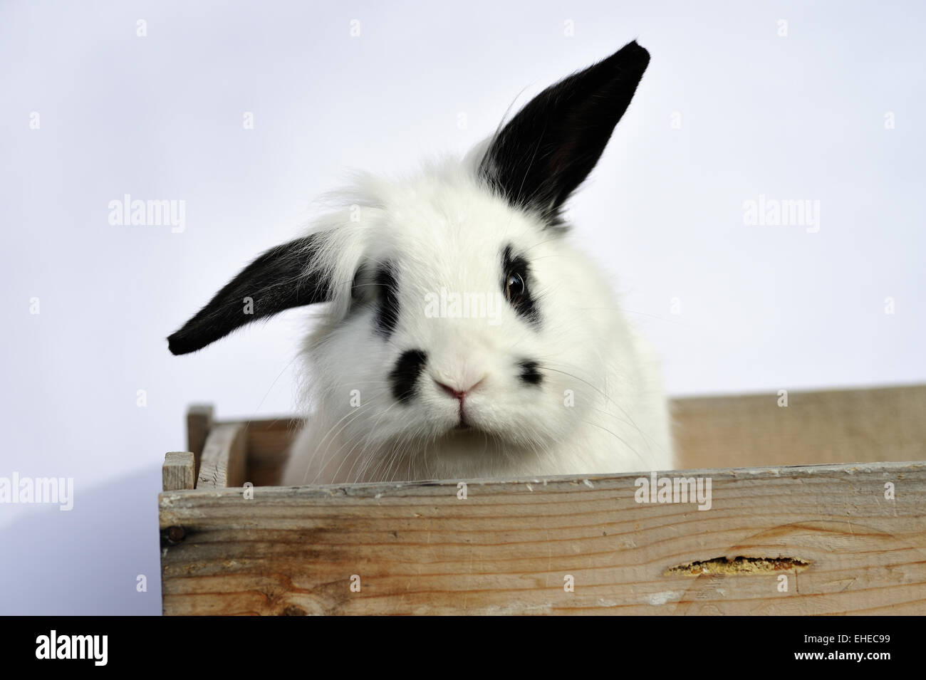 Wooden tier hi-res stock photography and images - Alamy