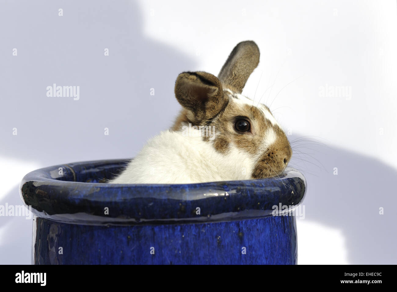 rabbit in a blue flower pot Stock Photo - Alamy