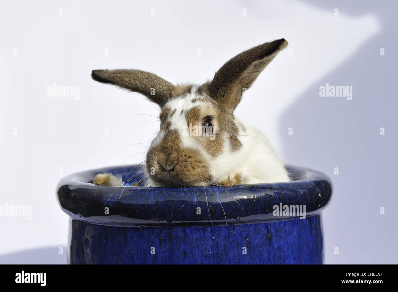 rabbit in a blue flower pot Stock Photo - Alamy