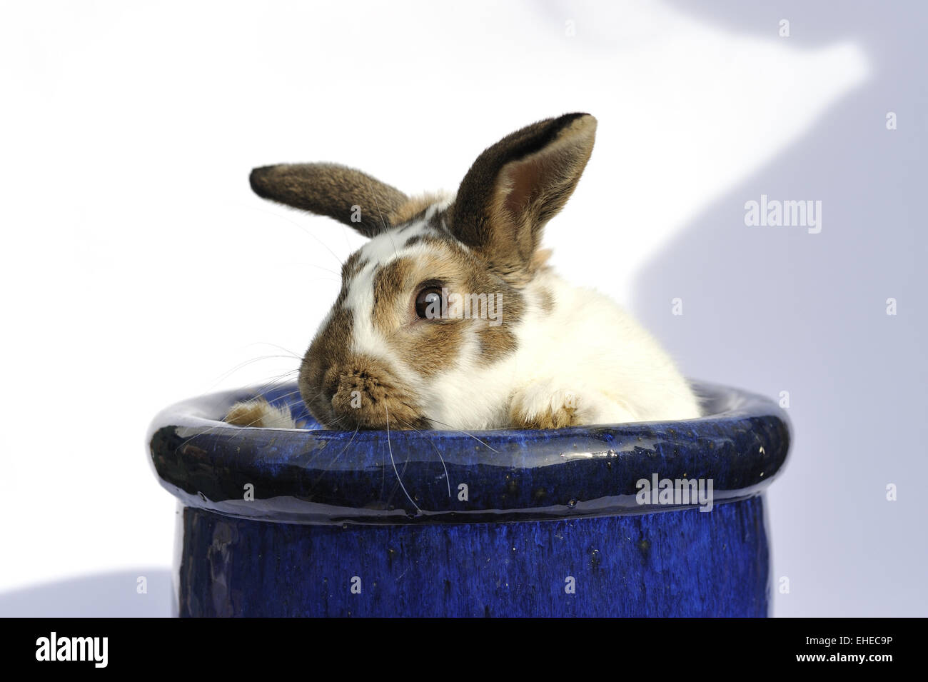 rabbit in a blue flower pot Stock Photo - Alamy