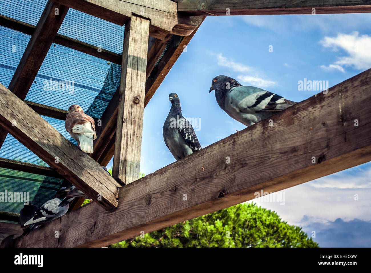 Pombos hi-res stock photography and images - Alamy