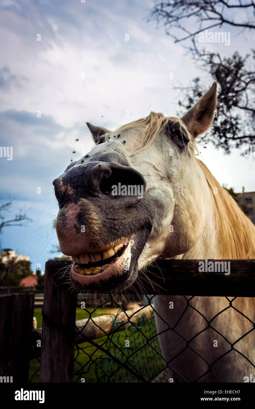 Funny smiling horse hi-res stock photography and images - Alamy