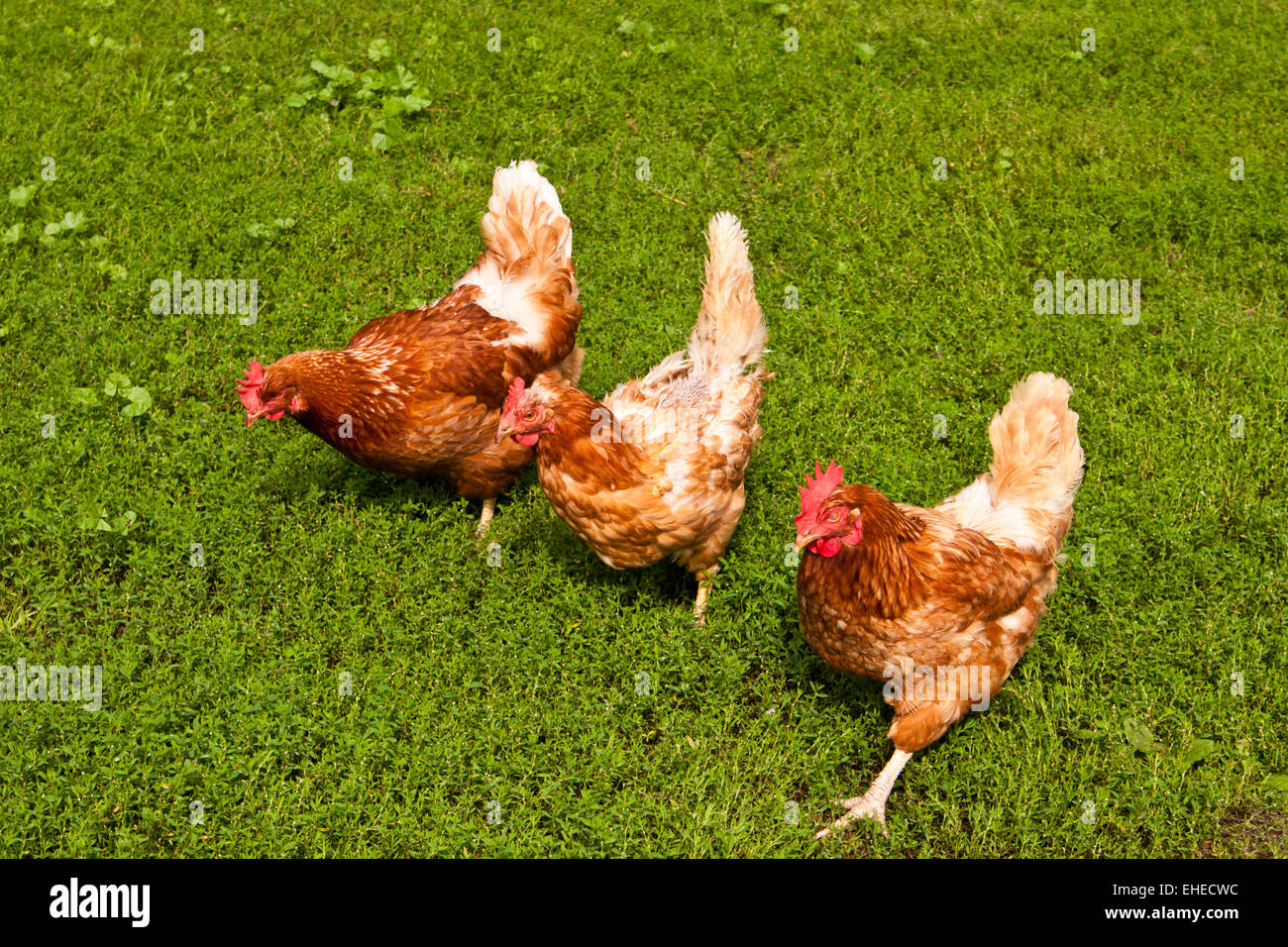Hühner hi-res stock photography and images - Alamy