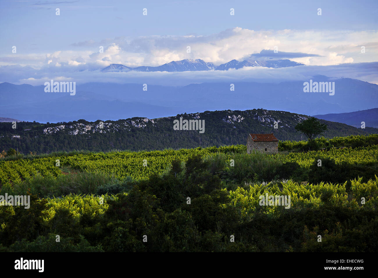 view to Mount Canigou, France Stock Photo - Alamy