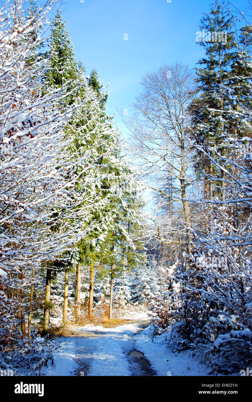 Spaziergang winter wald hi-res stock photography and images - Alamy