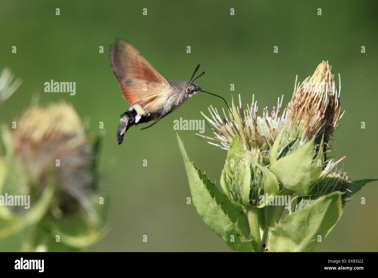 Hummingbird butterflies hi-res stock photography and images - Alamy