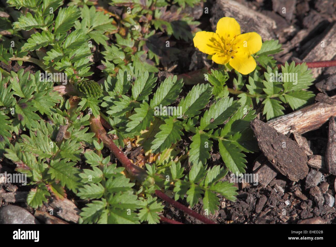Silverweed Herb High Resolution Stock Photography and Images - Alamy