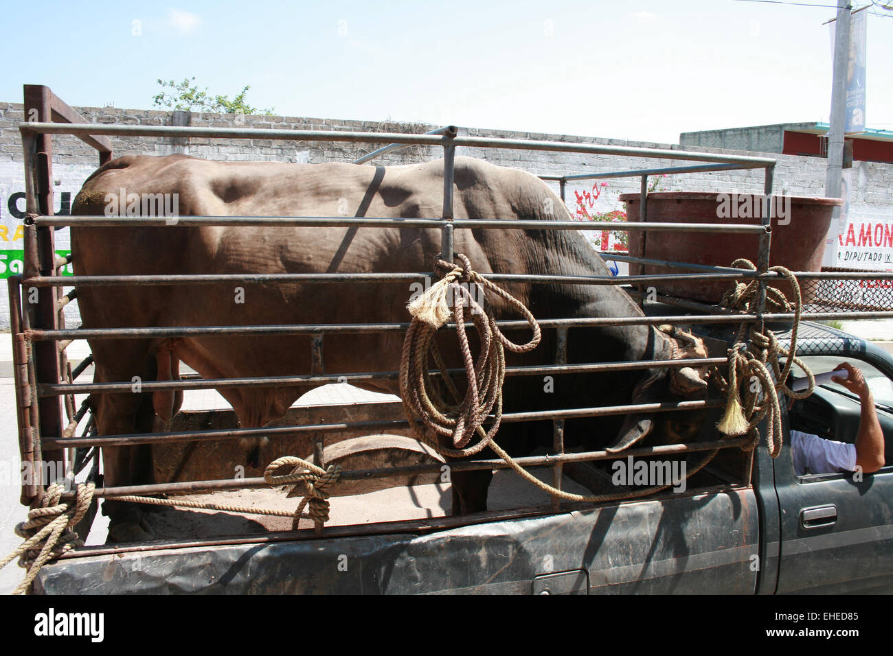 bull on car Stock Photo - Alamy