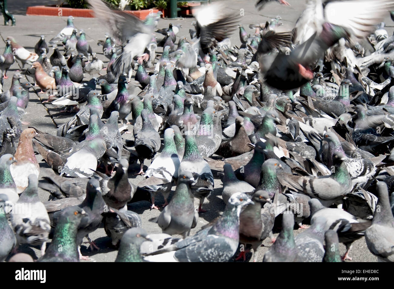Flock of doves Stock Photo - Alamy