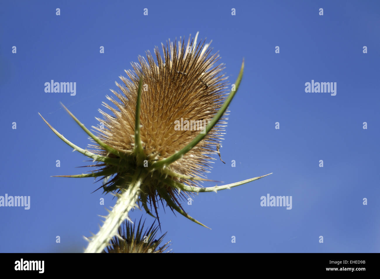 Karde hi-res stock photography and images - Alamy