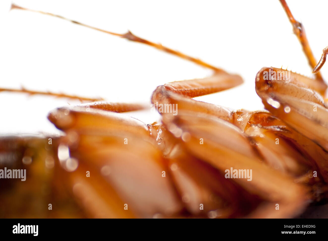 Cockroach dead cockroach hi-res stock photography and images - Alamy