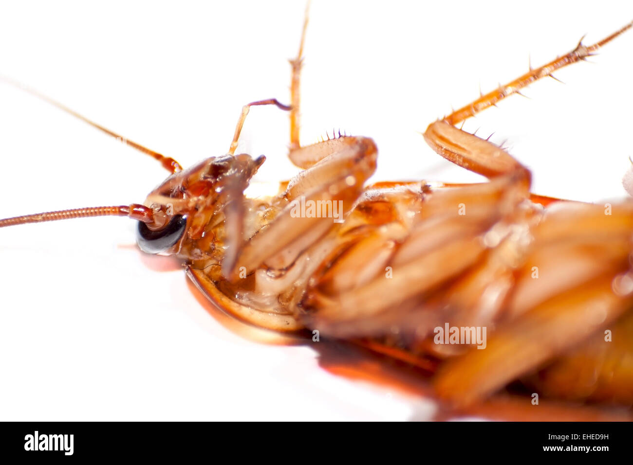 Cockroach dead cockroach hi-res stock photography and images - Alamy