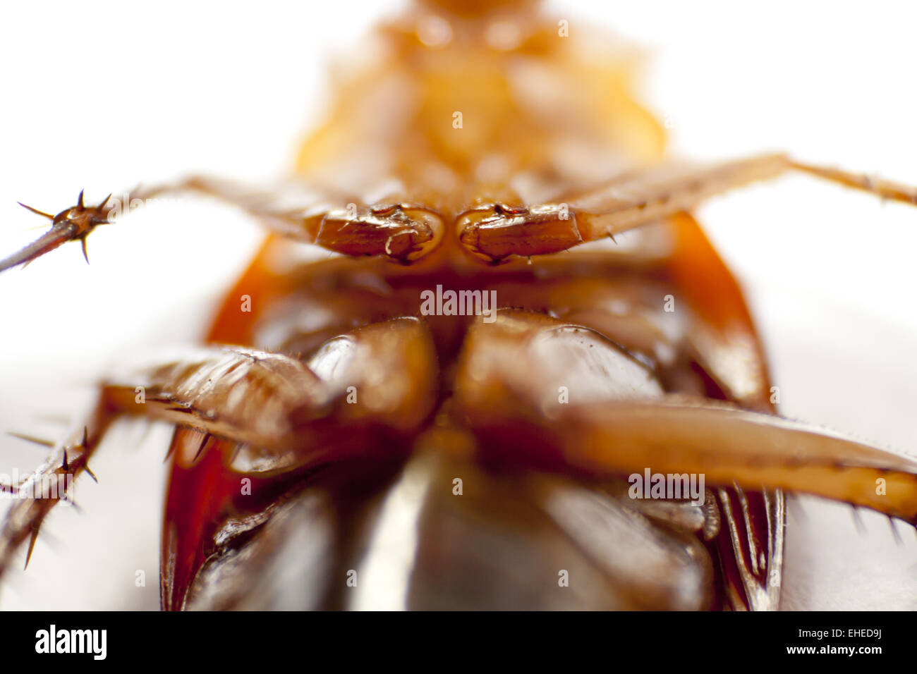 Cockroach dead cockroach hi-res stock photography and images - Alamy