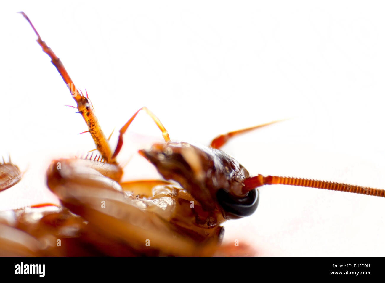 Head of a cockroach Stock Photo - Alamy