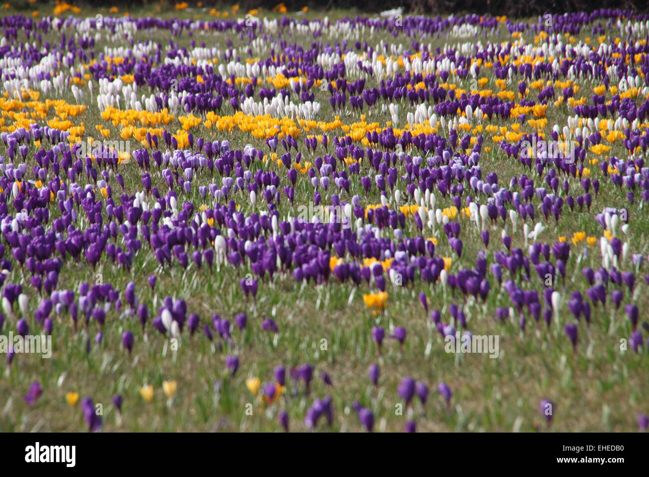 Signs of spring Stock Photo - Alamy