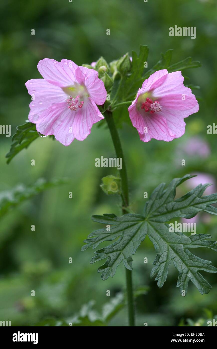 Mallows blumen hi-res stock photography and images - Alamy