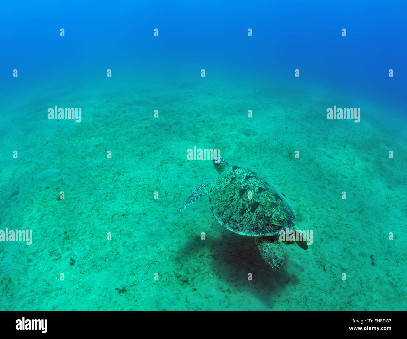 Green pacific turtle hi-res stock photography and images - Alamy