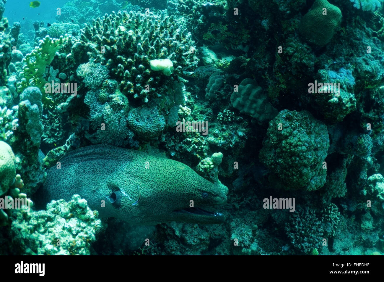 moray eel in reef Stock Photo - Alamy