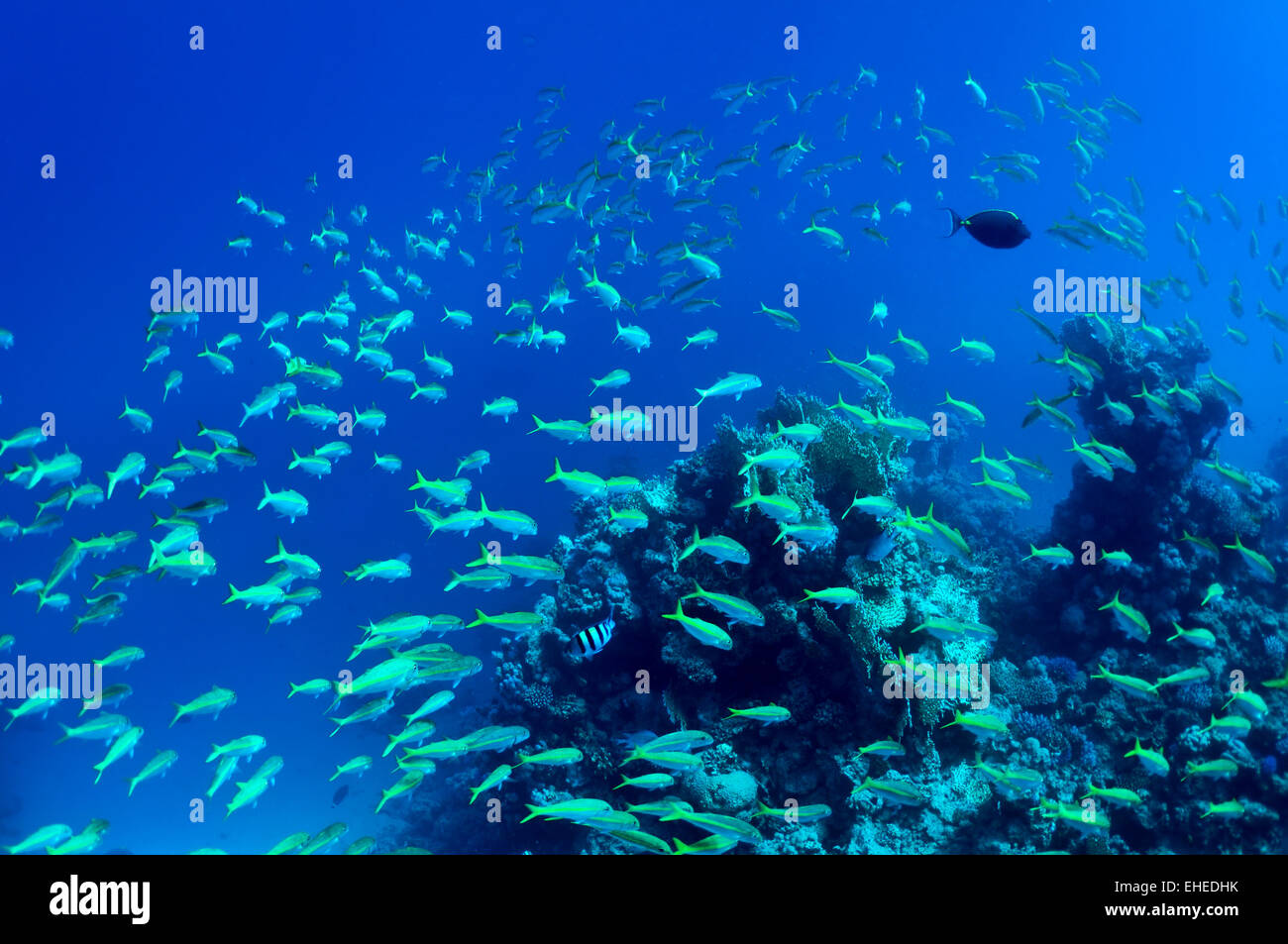 Shoal fish sea hi-res stock photography and images - Alamy