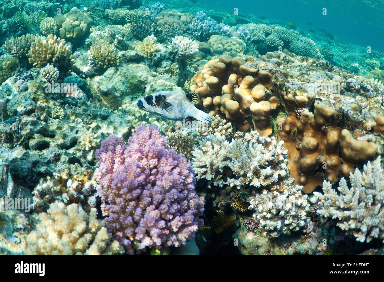 Deep sea puffer fish hi-res stock photography and images - Alamy