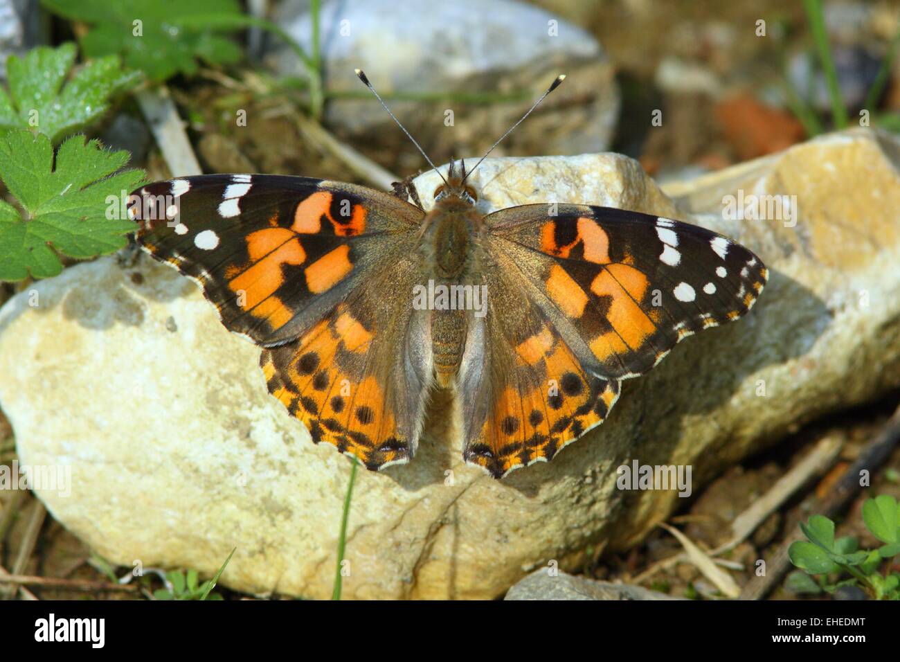 Painted Lady (Vanessa cardui Stock Photo - Alamy