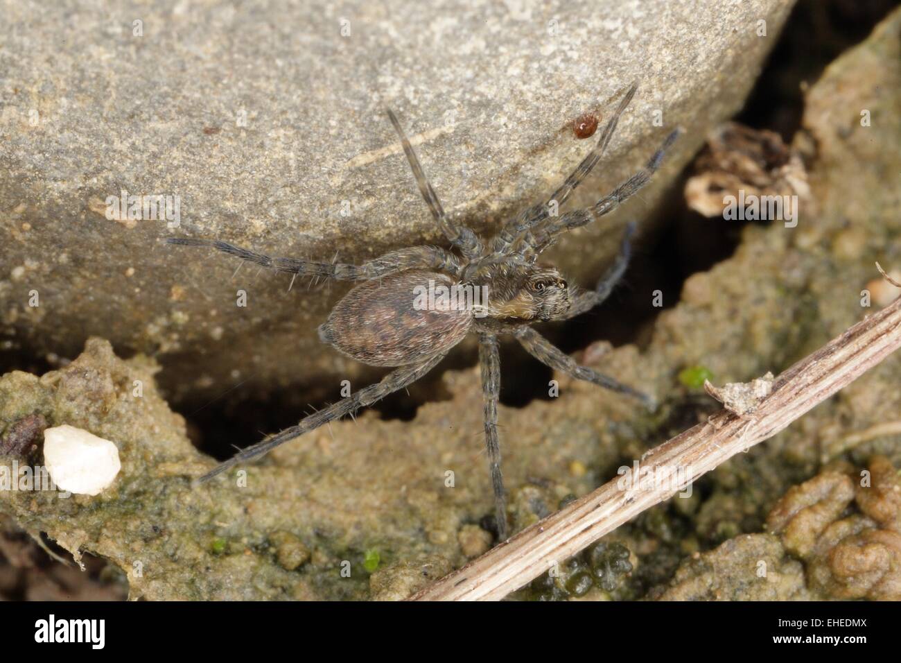 Chelicerata spider hi-res stock photography and images - Alamy