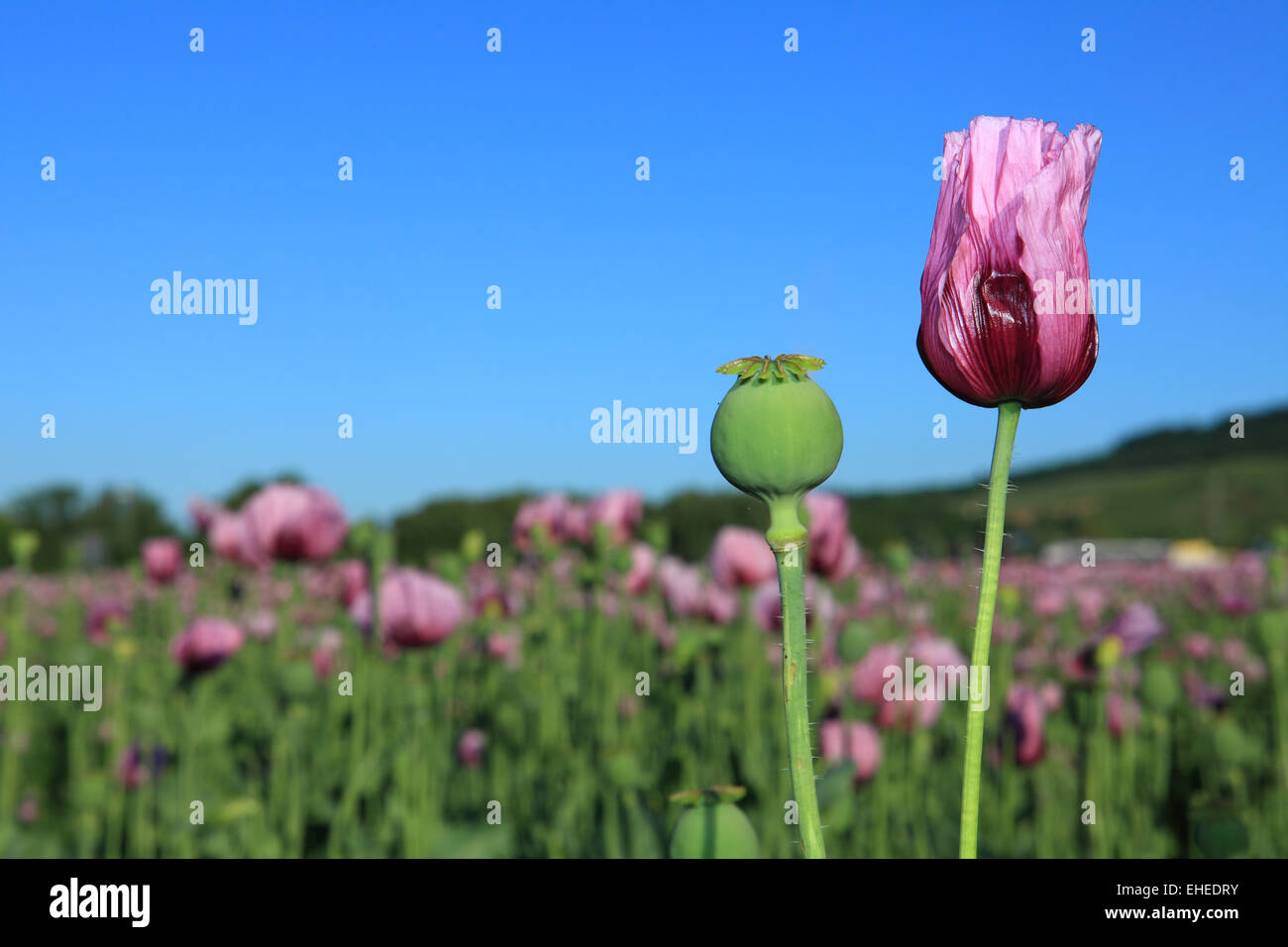 Opium poppy flower (purple) and capsule Stock Photo - Alamy