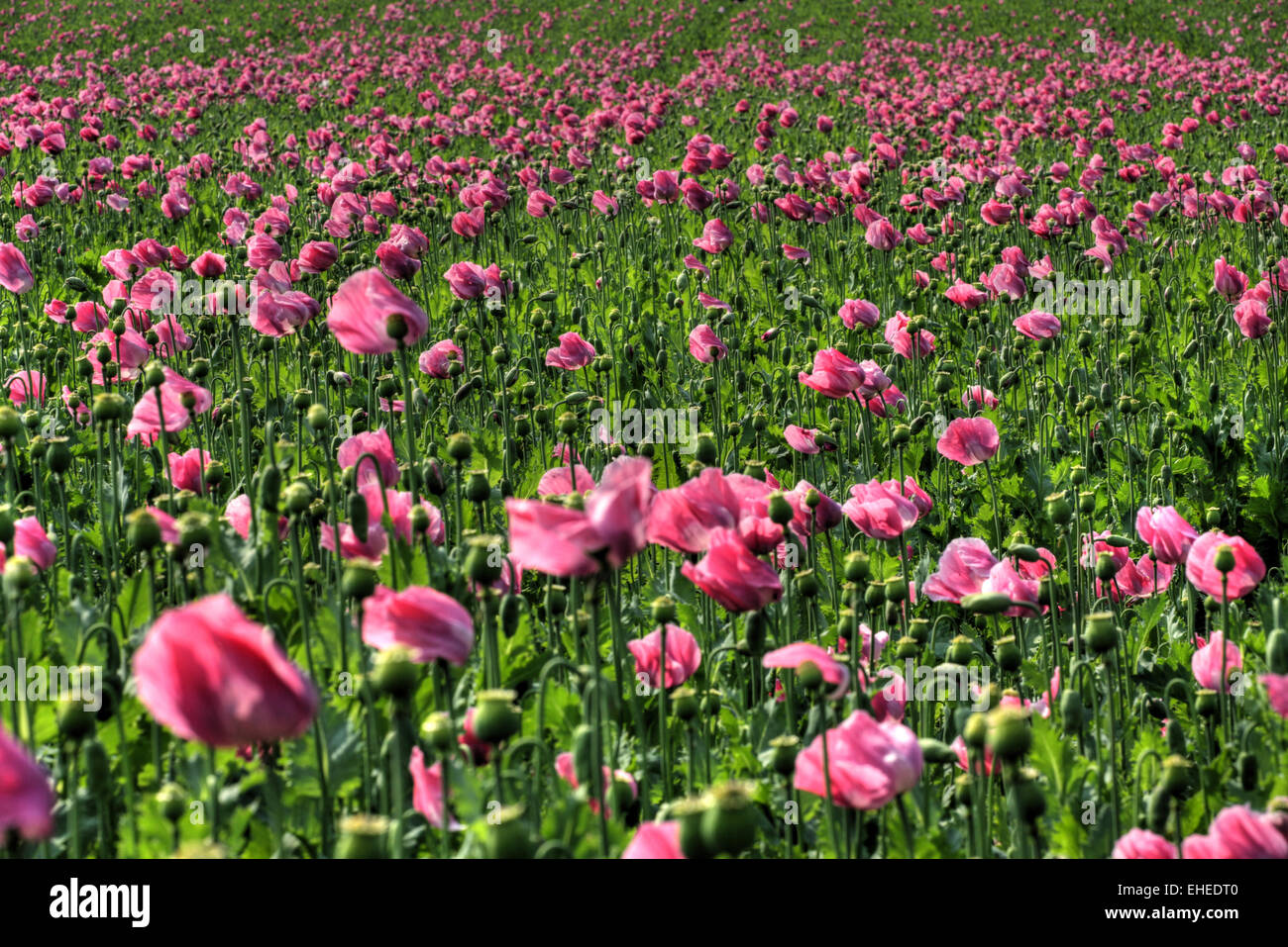 Purple Poppy flower field in the summer Stock Photo - Alamy
