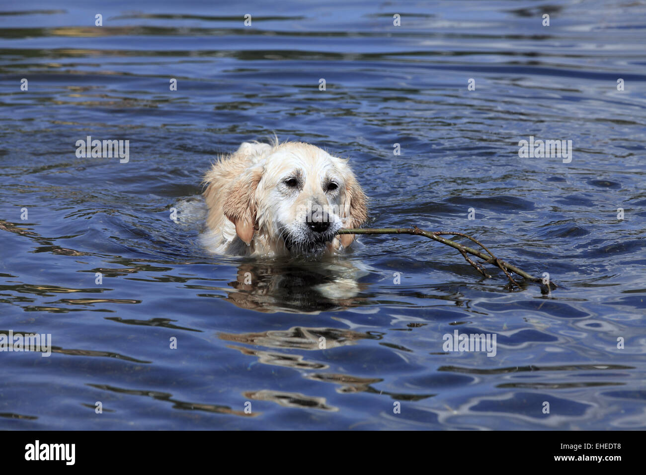 Labrador Retriever swimming in water Stock Photo - Alamy