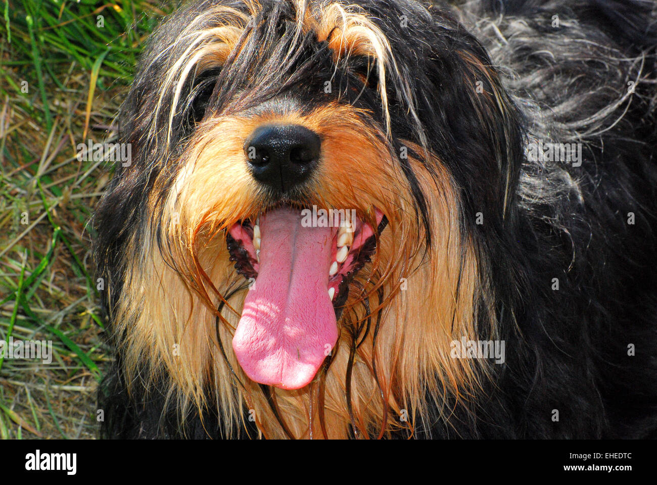 Young Wäller dog detail images Stock Photo - Alamy