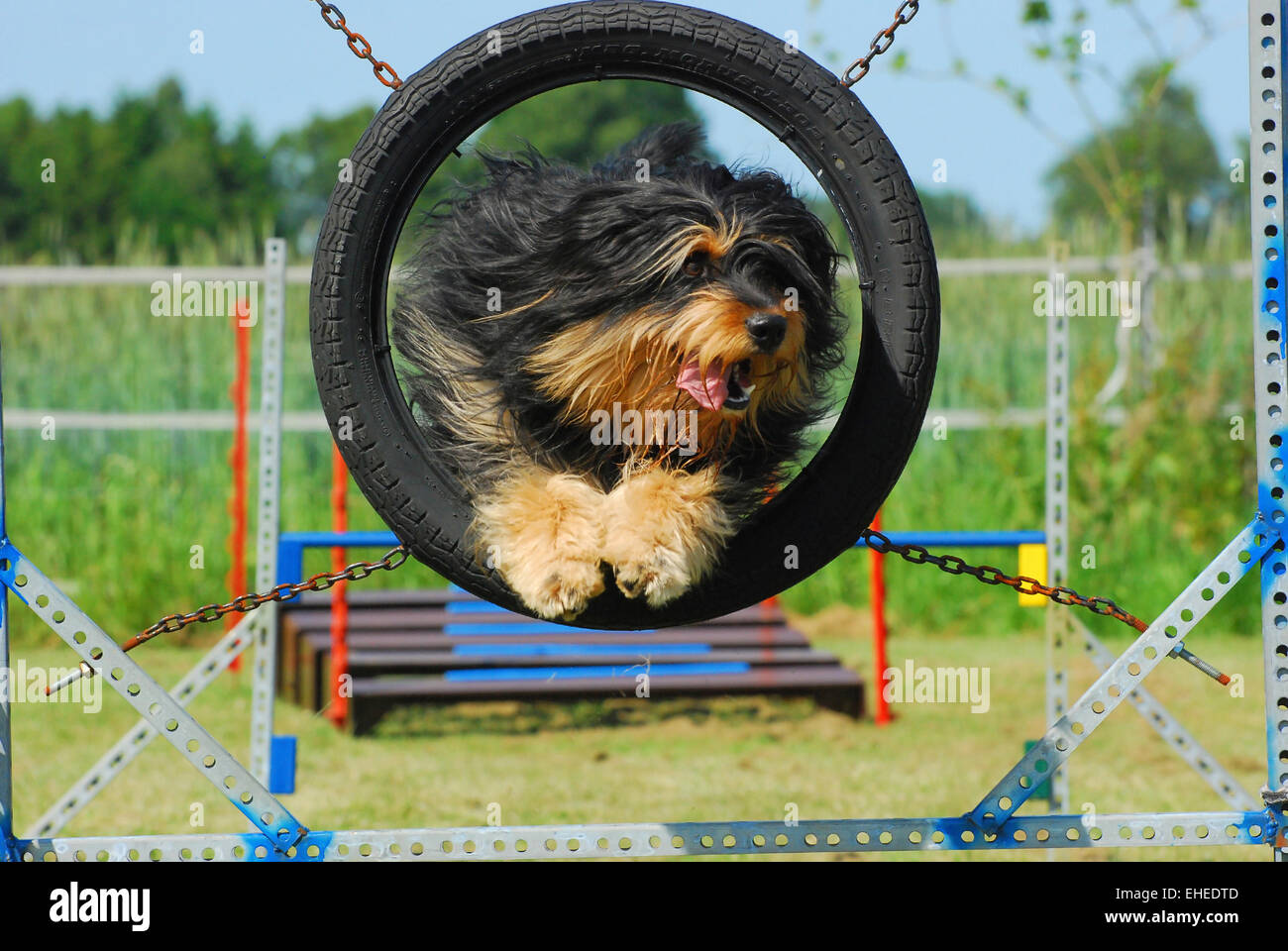 Wäller dog are jumping through tire Stock Photo - Alamy
