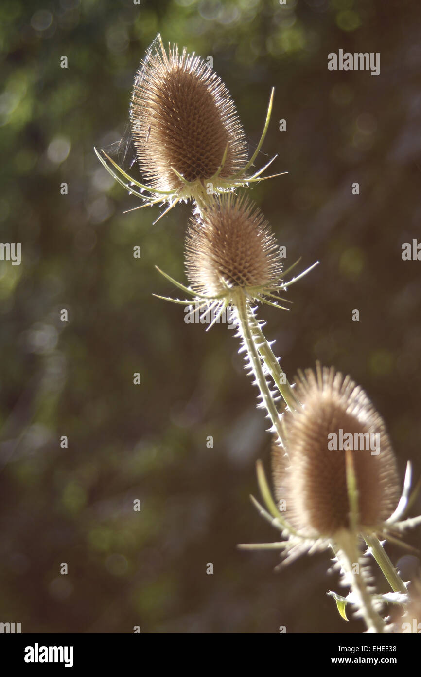 Wilde karde nature hi-res stock photography and images - Alamy