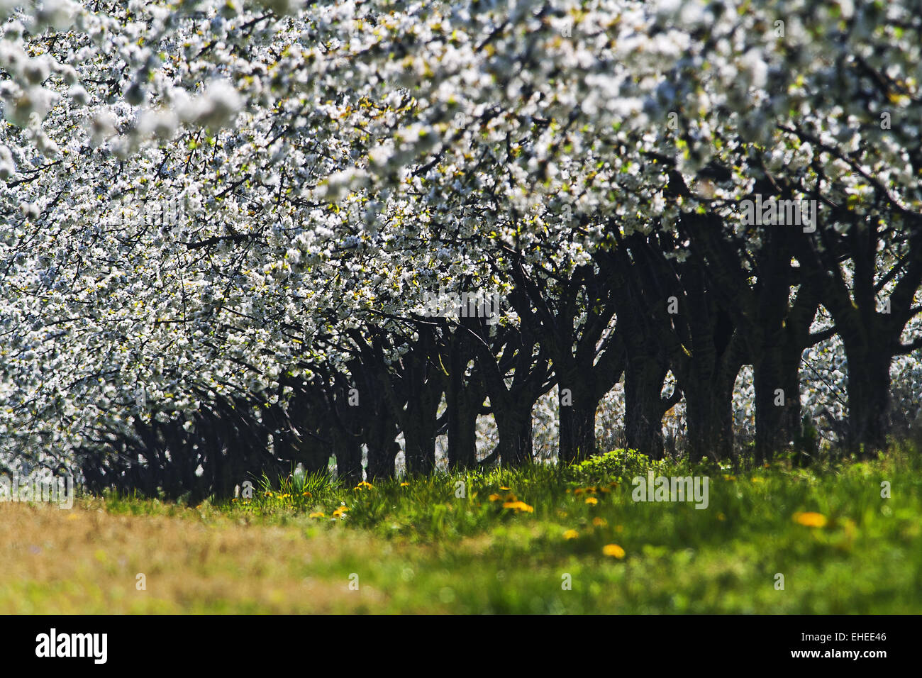 flowering fruit trees, Burgundy, France Stock Photo - Alamy