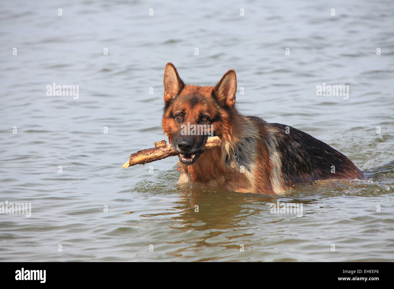 German shepherd dog sheep hi-res stock photography and images - Alamy