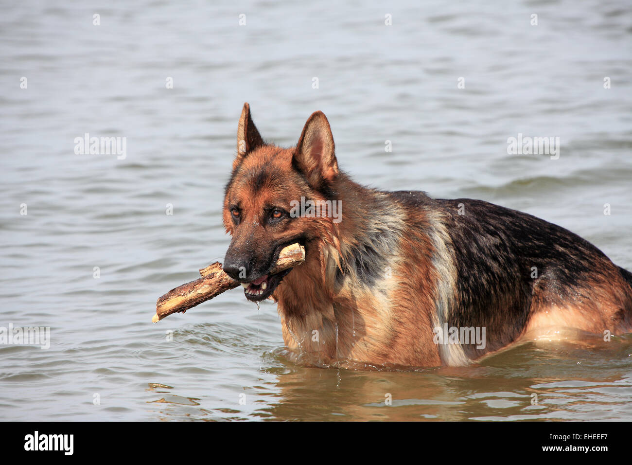 German sheep dog in water Stock Photo - Alamy