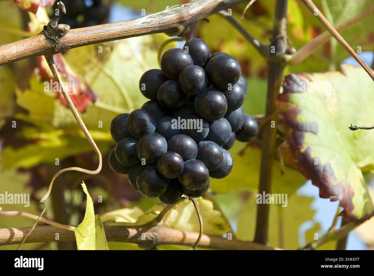 Mellow Grapes in a Vineyard Stock Photo - Alamy