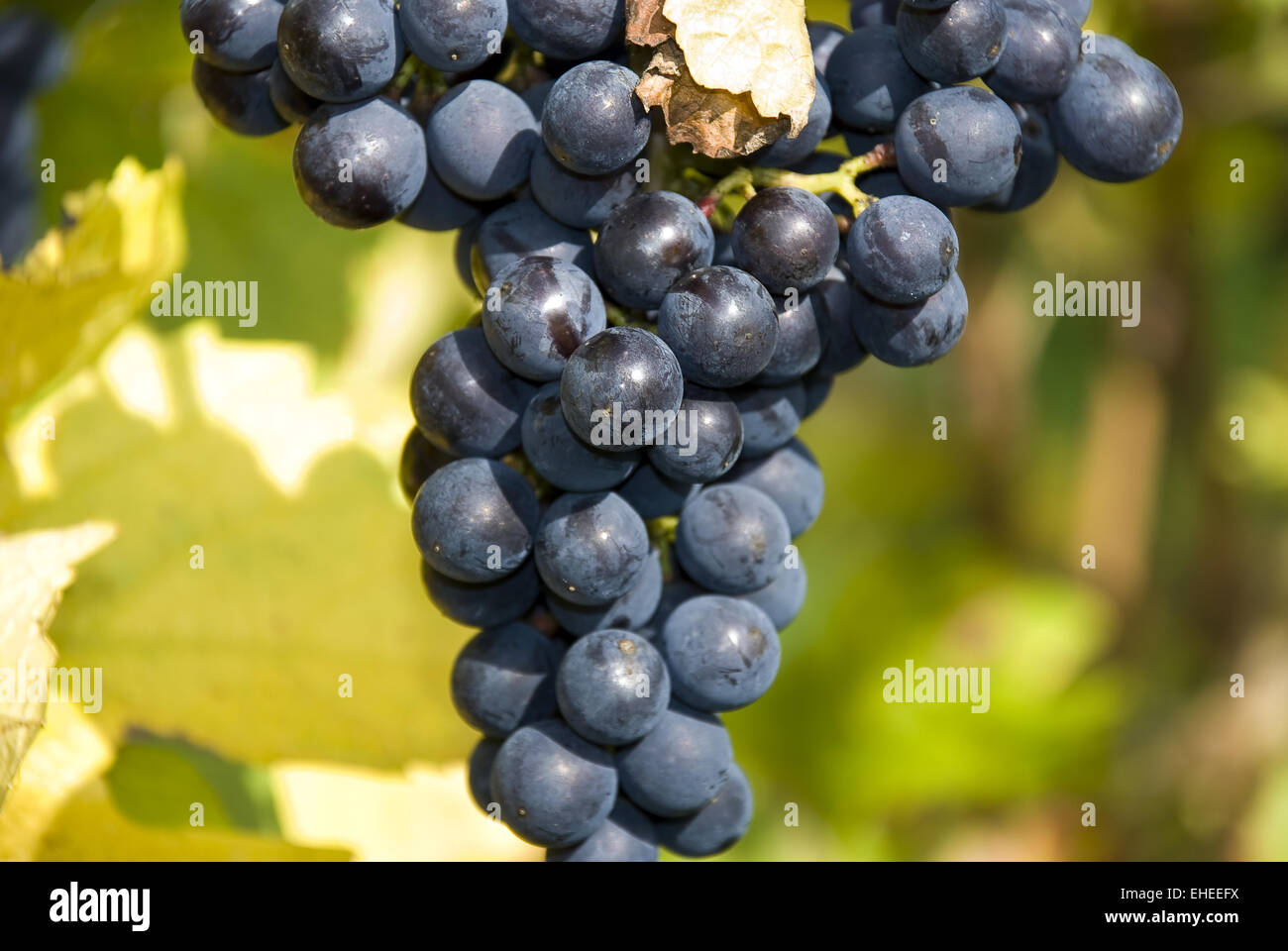 Mellow Grapes in a Vineyard Stock Photo - Alamy